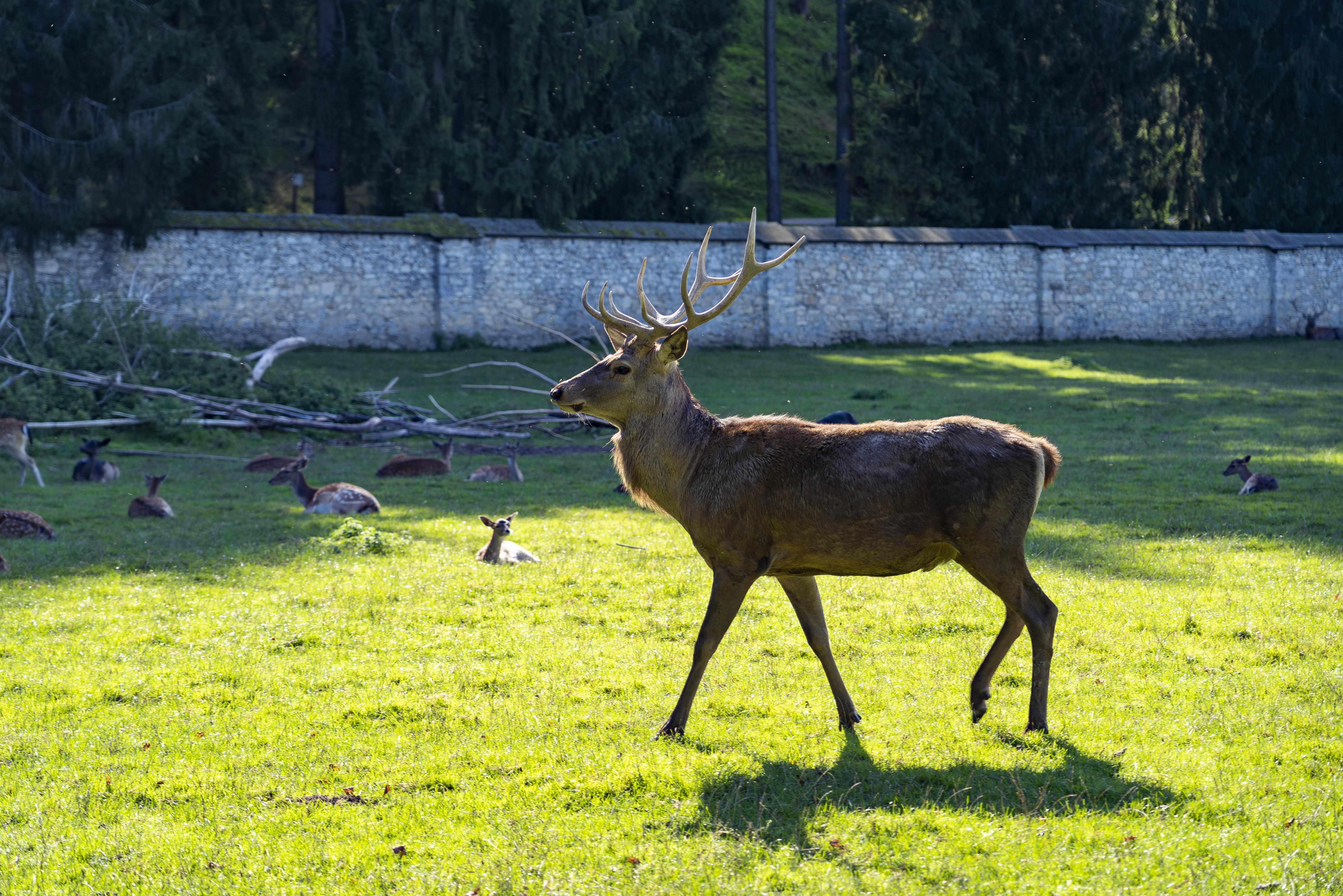 Tierpark Rosegg - Täglich gratis mit der Kärnten Card